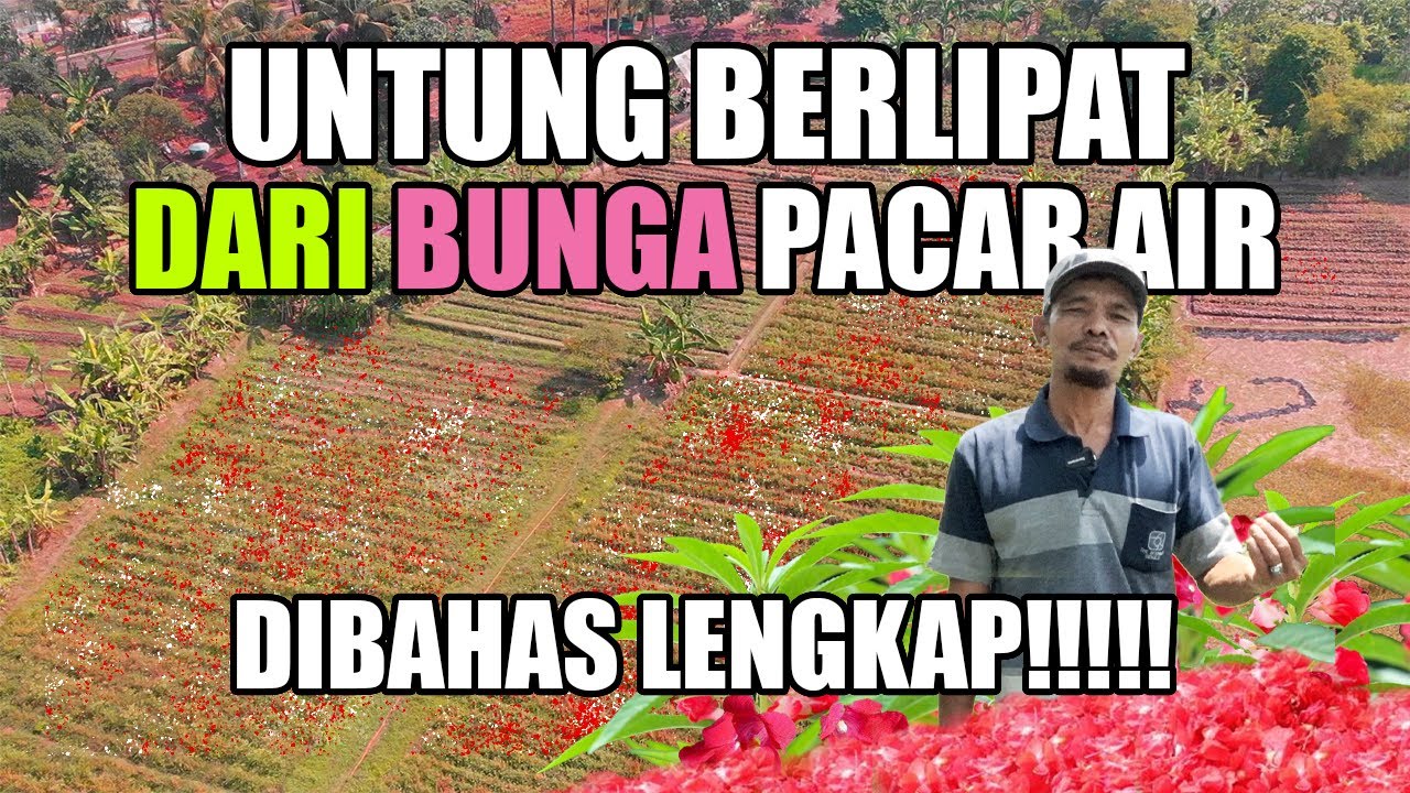 Cuan dari Usaha Budidaya Bunga Pacar Air (Pihong); Kupas Cara Tanam ...